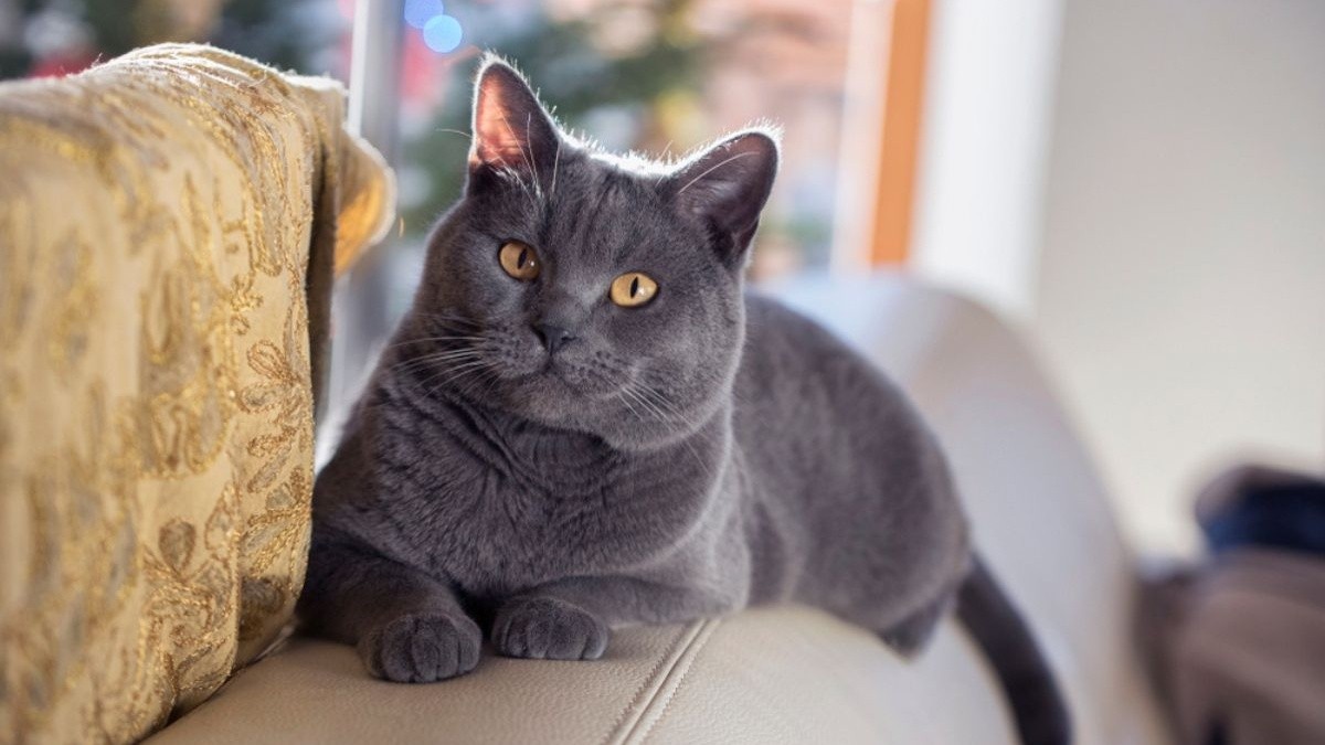 7 behaviors in your cat that could indicate kidney disease