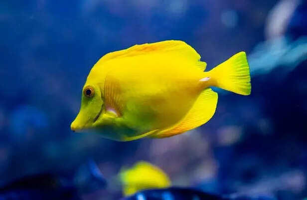 5 Vibrant Yellow Fish That Brighten Up Your Aquarium