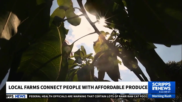 Florida's Farm Pixie: Connecting Consumers and Growers