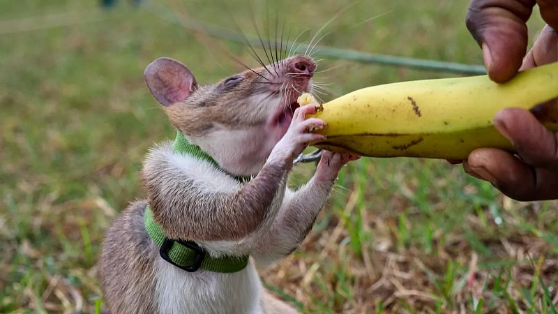 "Les rats héros" : des experts en détection et sauvetage