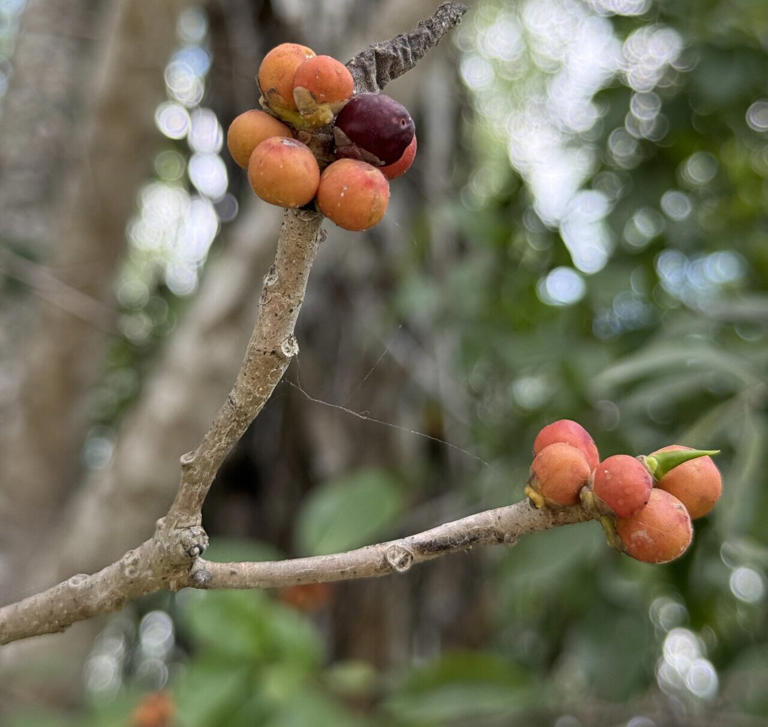 Exploring the secret lives of figs and fig wasps