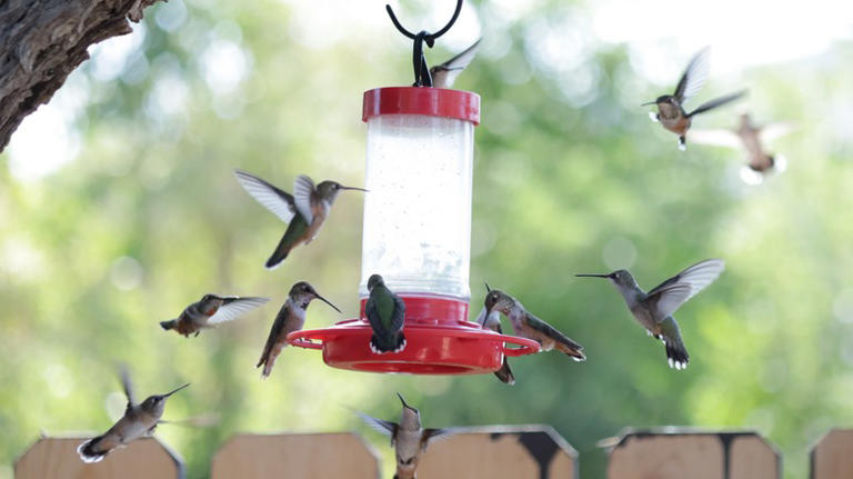 7 Simple Tips To Keep Hummingbirds Flocking To Your Feeder During Fall