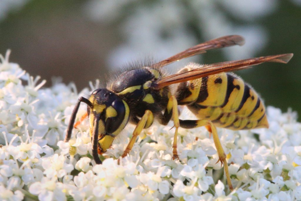 Paper Wasp vs Yellow Jacket: How to Tell the Difference