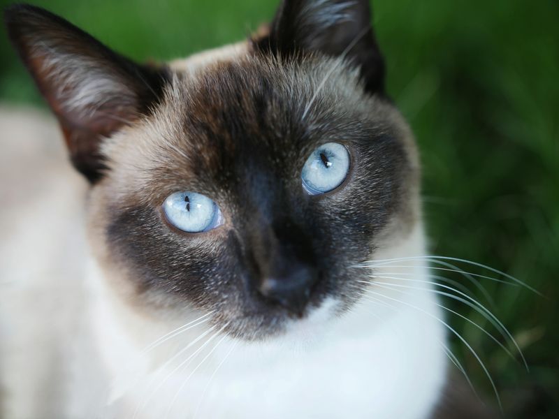 10 Of The Most Affectionate Cat Breeds