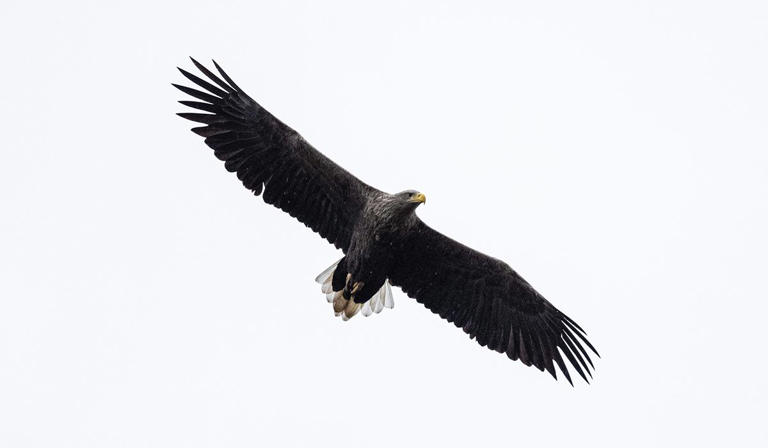 Rare eagle born in Waterford for first time in over 150 years