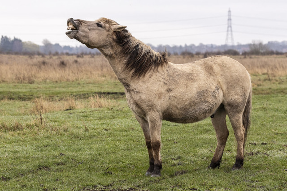 17 unusual horse breeds you didn’t know existed