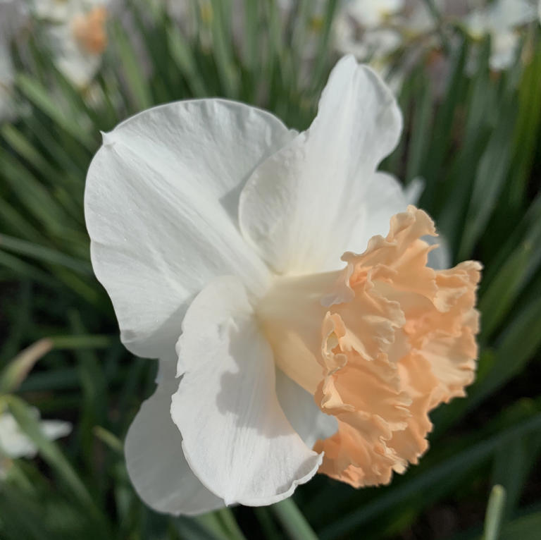 Tom Karwin, On Gardening | Planting spring-blooming bulbs in the fall