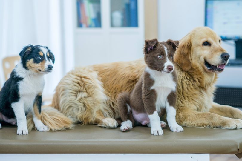 Vet shares five dog breeds that cost owners the most in vet bills