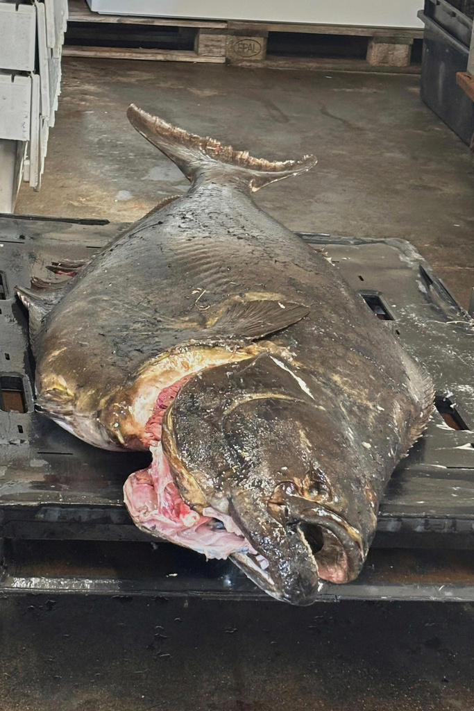 Young man and the sea: Teen fishing off New England coast catches huge ...