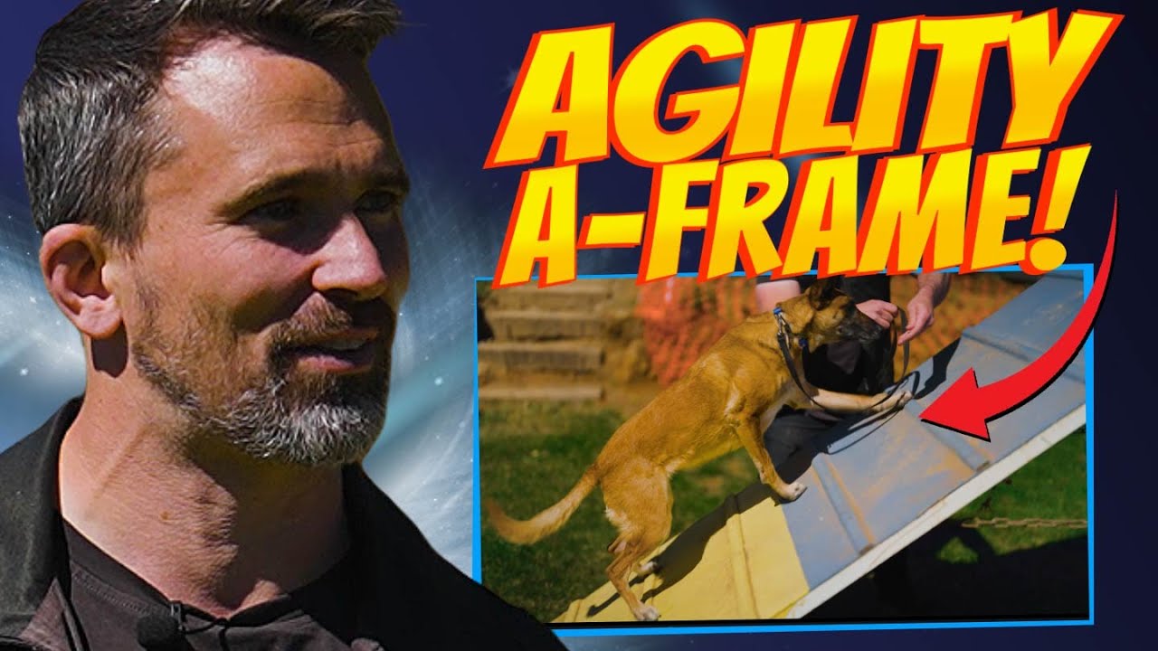 The Fastest Way to Teach Dogs A‑Frame Agility