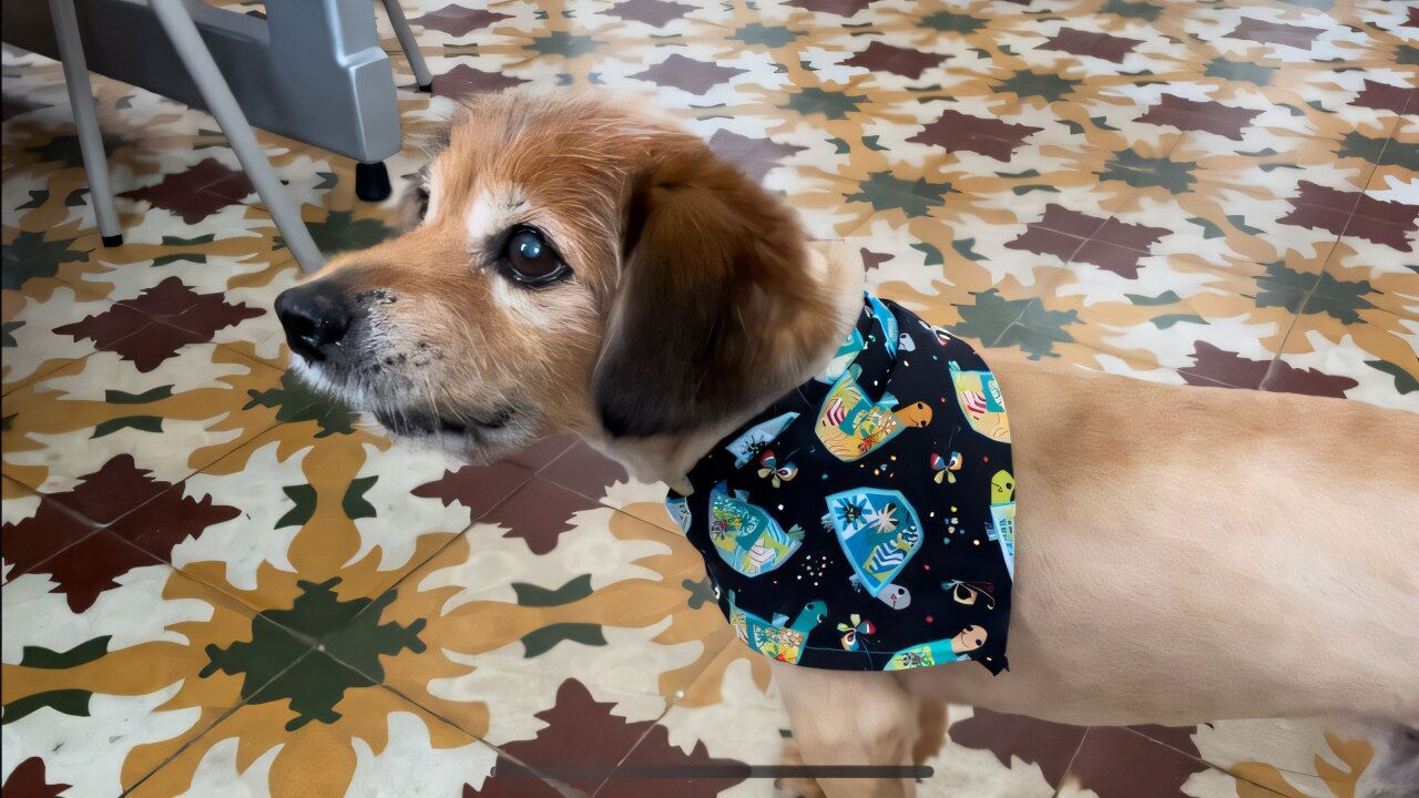 Diagnostic system developed for identifying ADHD-suspected dogs