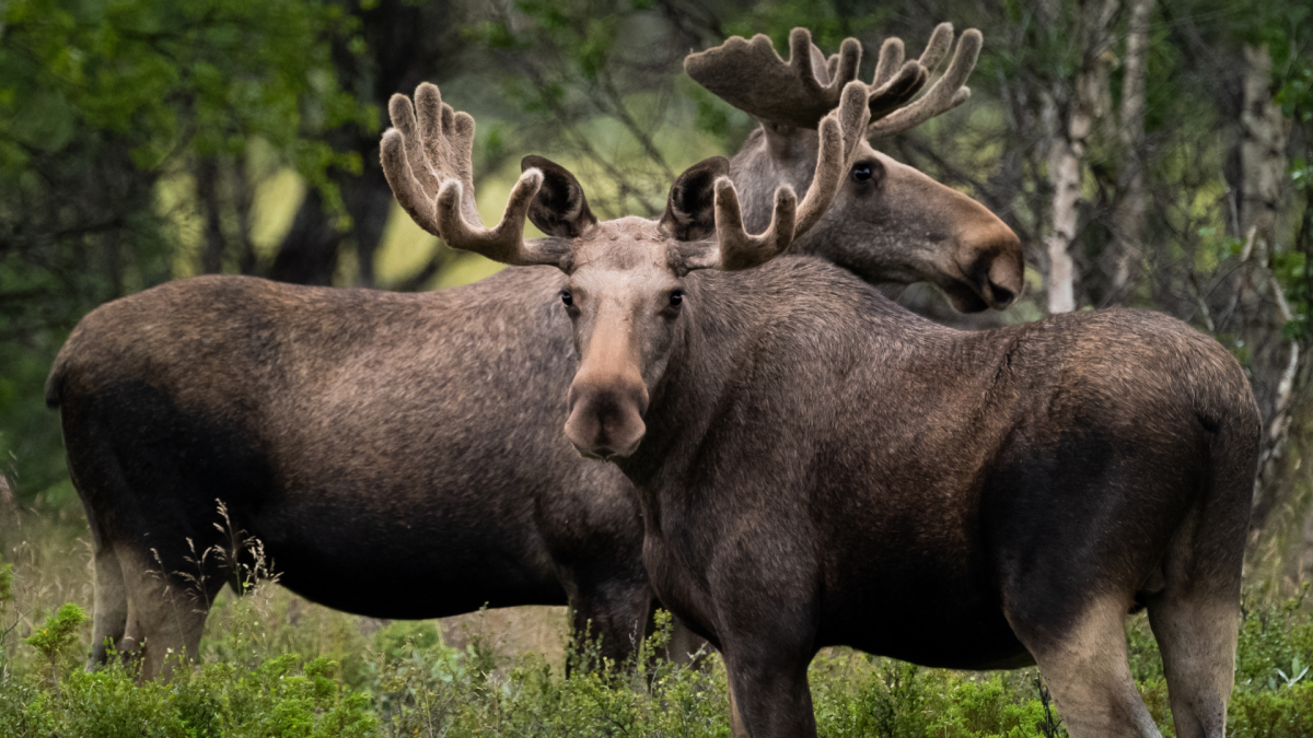 Moose Pair Wait Outside Home Menacingly & It’s So Scary