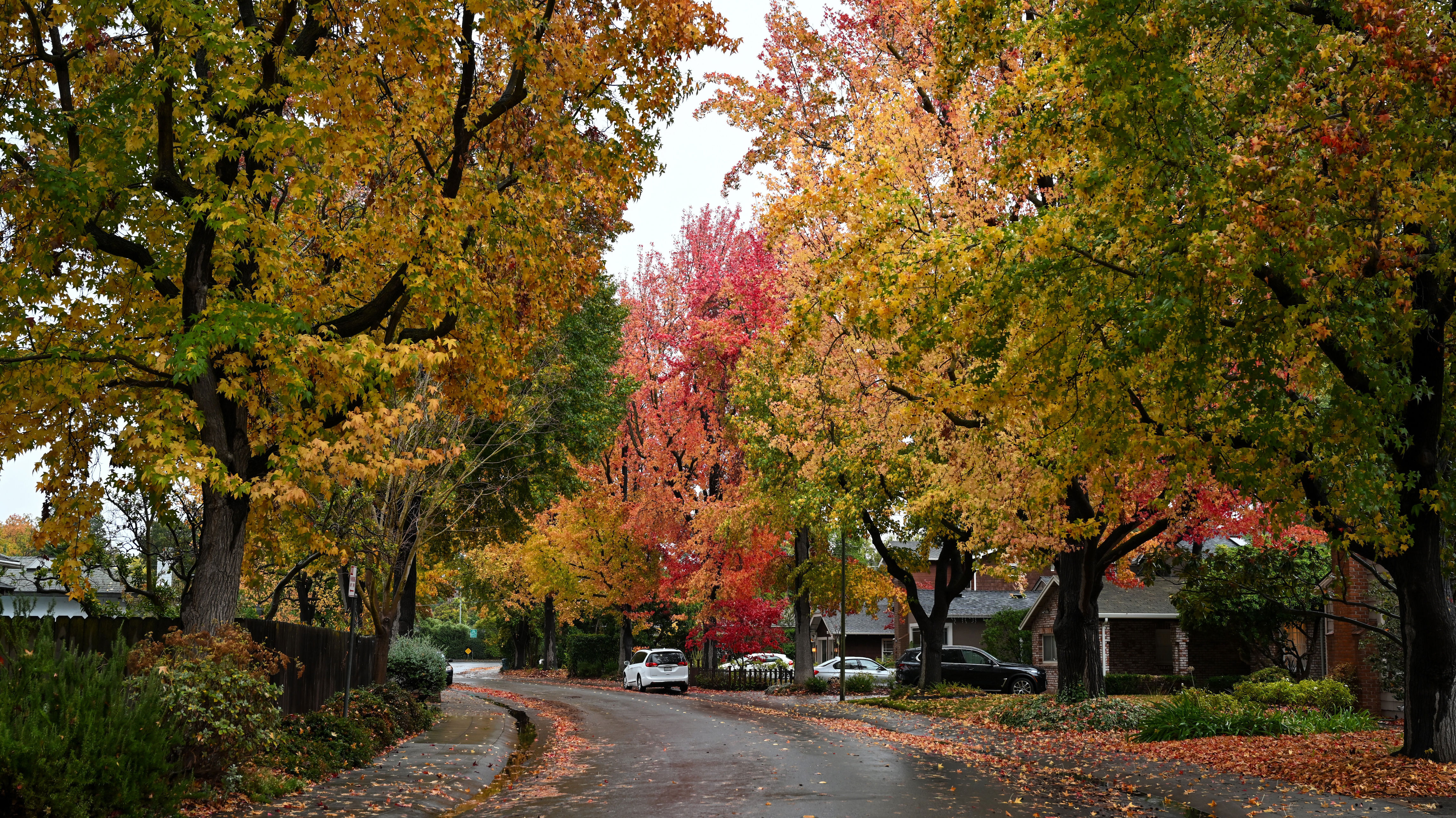 Fall leaves: The science behind the seasonal spectacle