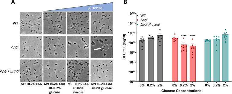 Bacteria's hidden Achilles' heel: Sugar-phosphate buildup disrupts cell ...
