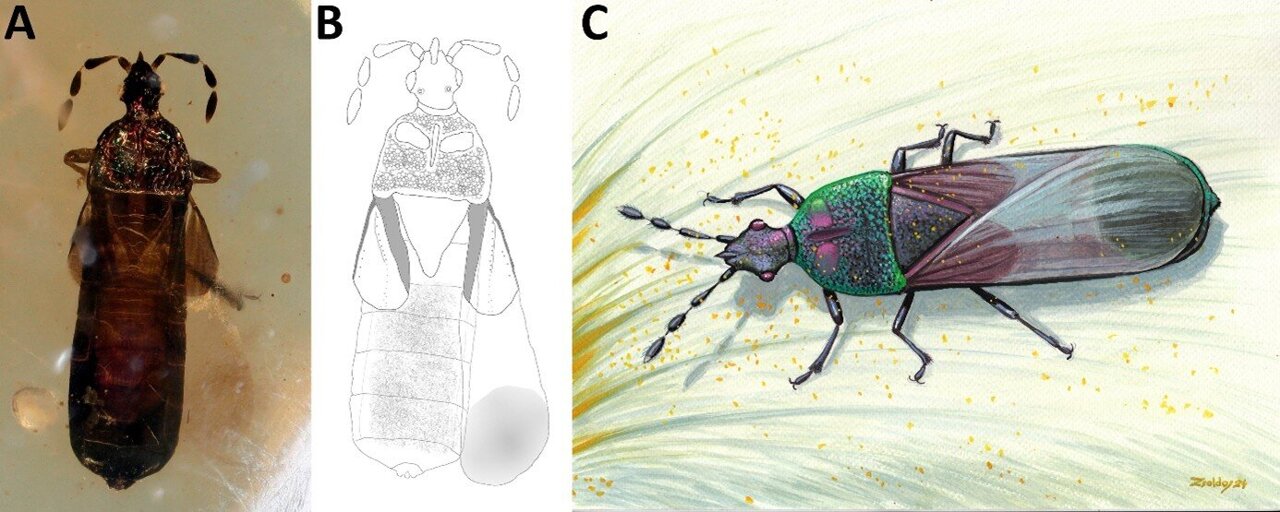 Ancient iridescent flat bug preserved in amber may have taken part in ...
