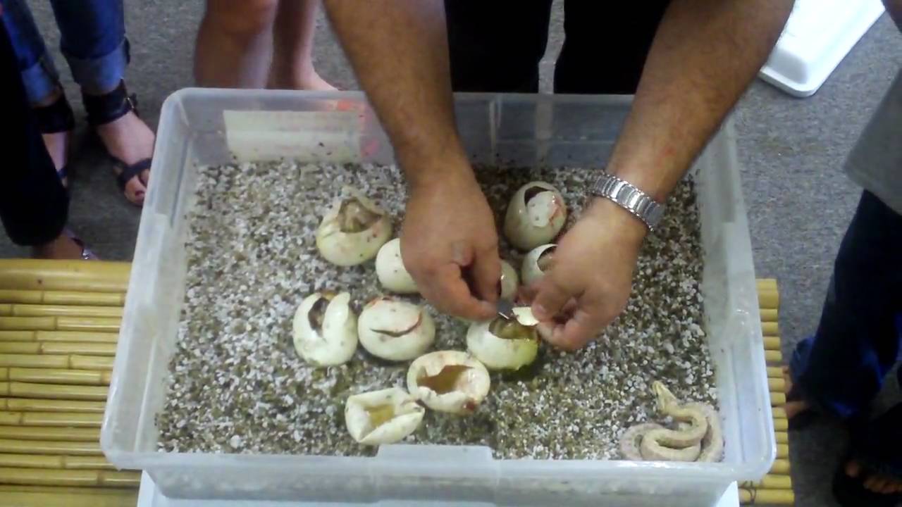 Burmese python hatching, paradox spotted!