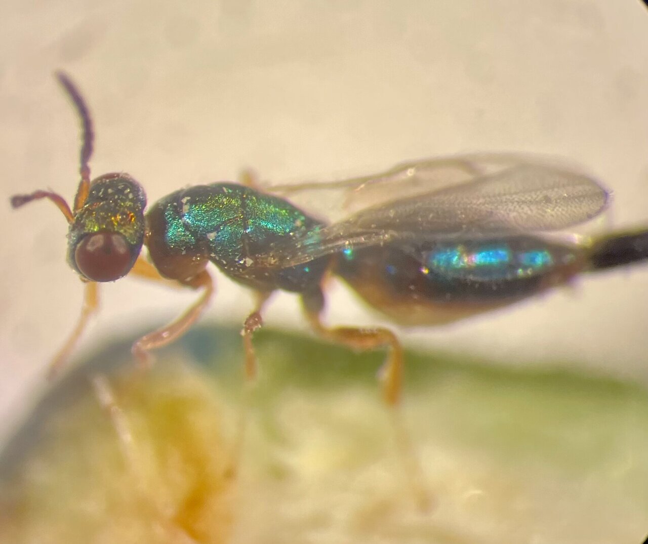 Exploring the secret lives of figs and fig wasps