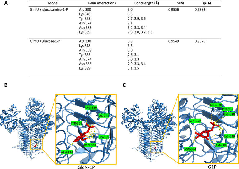 Bacteria's hidden Achilles' heel: Sugar-phosphate buildup disrupts cell ...