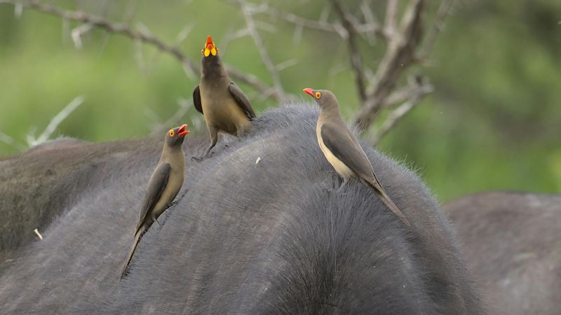 9 Of Nature’s Oddest Animal Couples