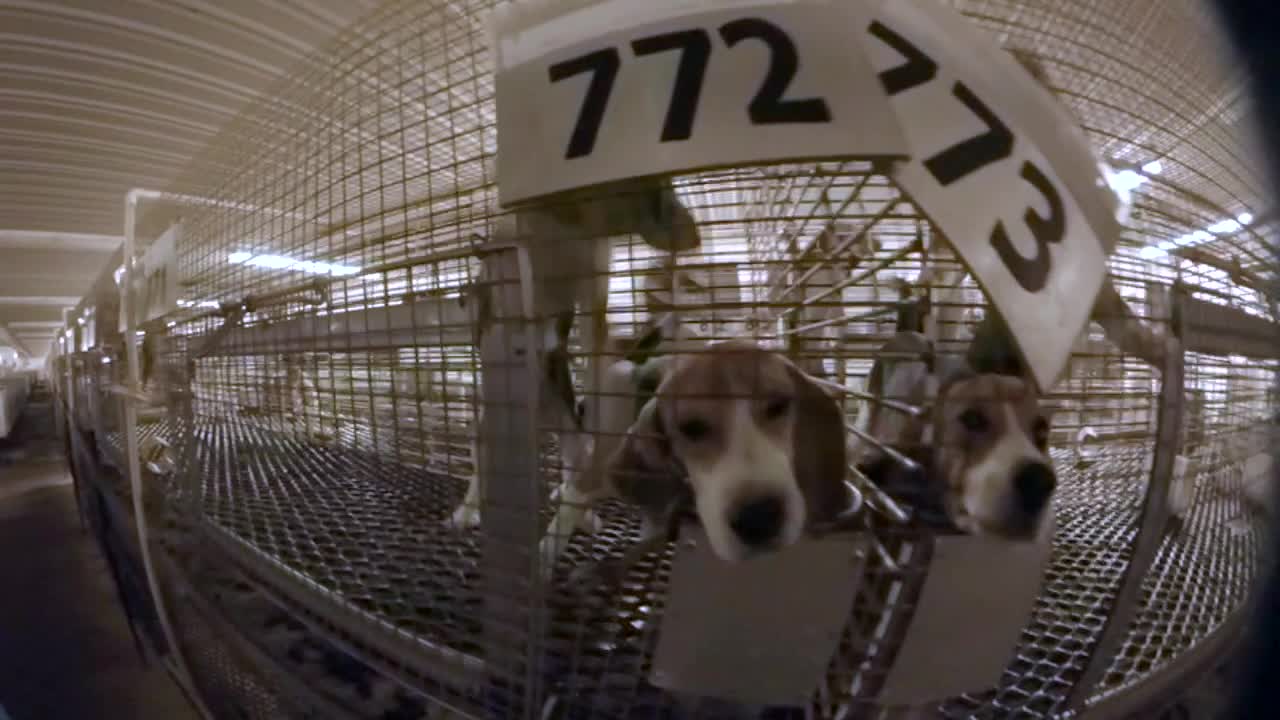 Ridglan Farms beagles: Hundreds of dogs remain inside, what's next?