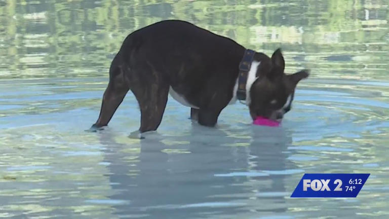 Pool Paws Dog Swim in Kirkwood