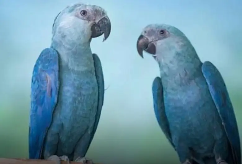 Após mais de duas décadas, Ararinha-azul volta a voar livre na caatinga ...