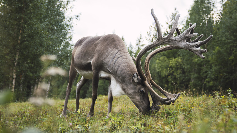 Protect Your Yard From Deer With A Must-Plant Lush Ground Cover