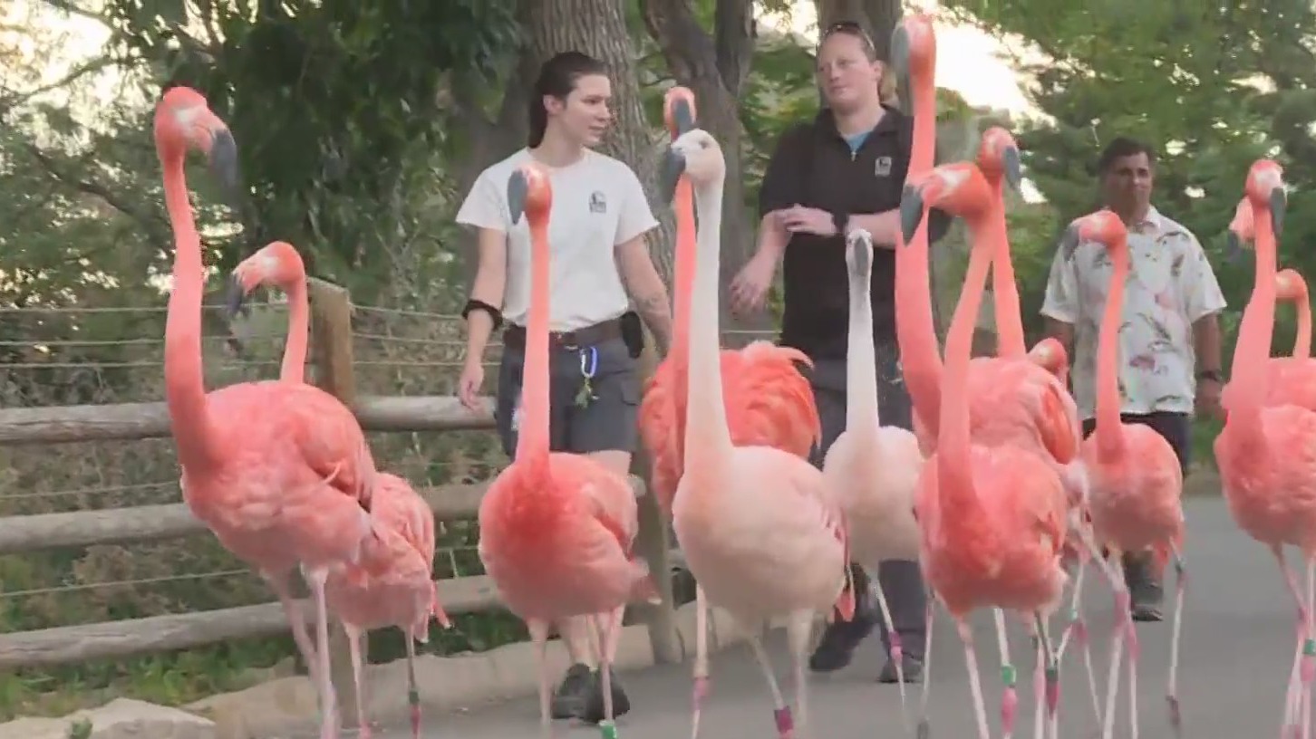 Denver Zoo's "Flock Party" gets guests close and personal with flamingos