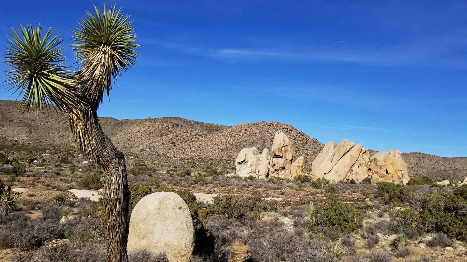 Joshua Tree Guide: 15 Best Things to Do in Joshua Tree and Twentynine ...