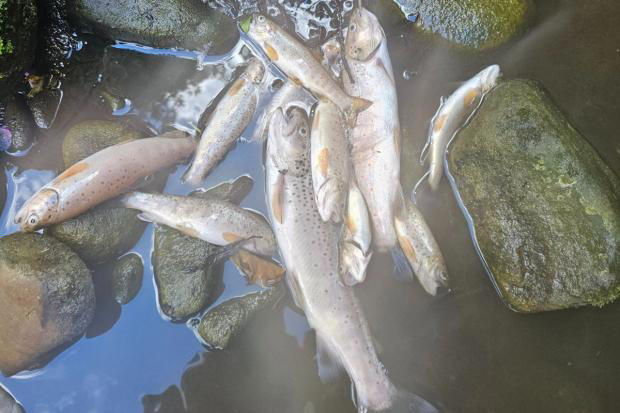 Fears thousands of fish died in 'serious' pollution incident in ...