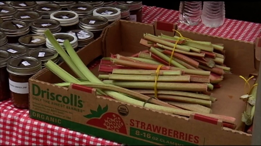 A taste of the future: North Dakota names rhubarb new state vegetable