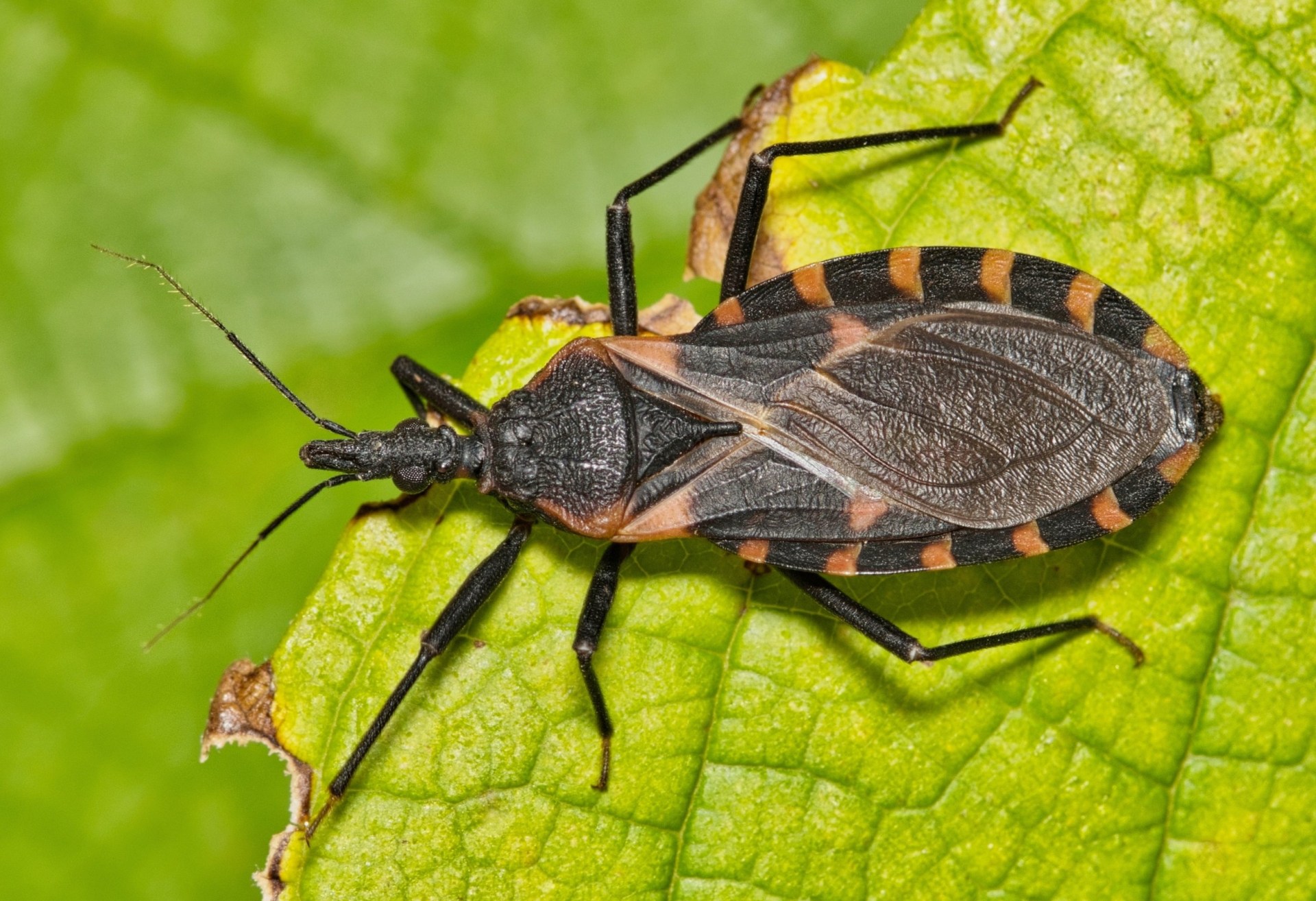 Map shows where deadly ‘kissing bug’ spreading in US