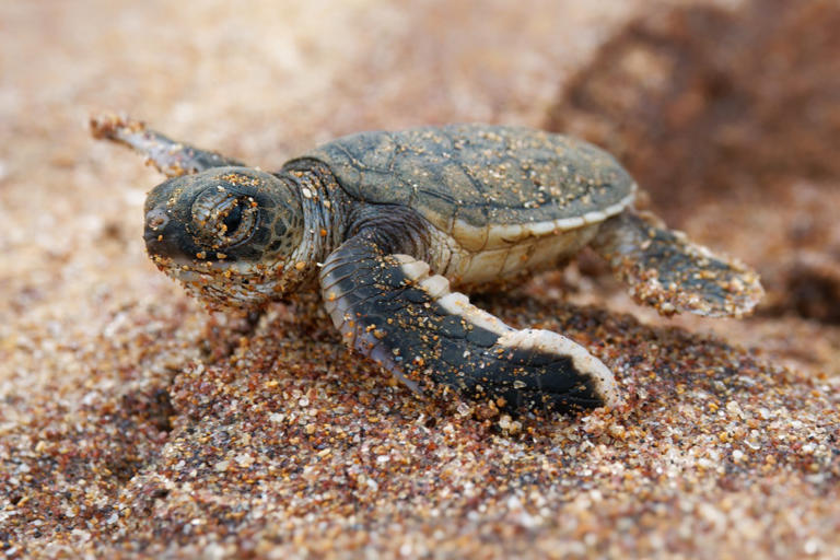 From the tropics to Hollywood: these green sea turtles are surfing a ...