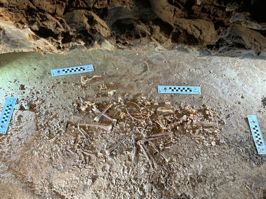 Visitors can see Roxy the ‘Ice Age’ red fox for a limited time in ...