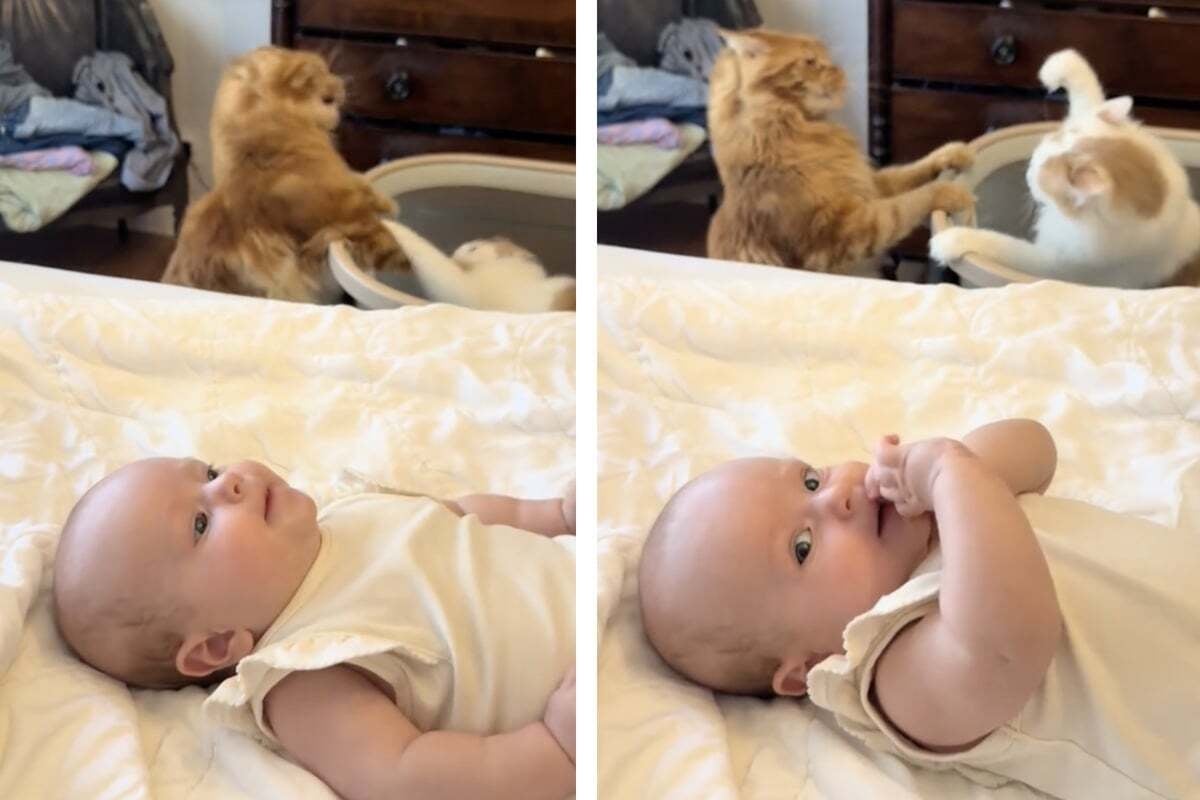 Catfight! Kitties bicker over who gets to sit near the baby in adorable ...