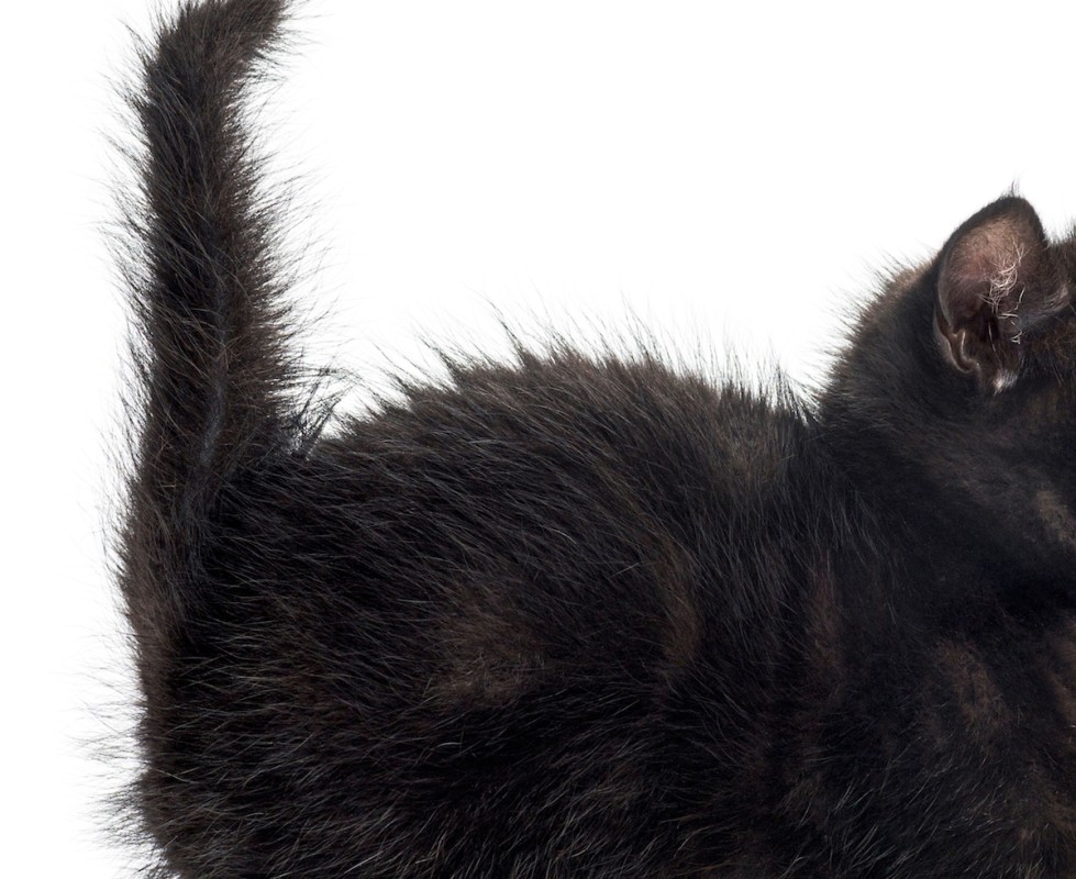 Tiny, Wispy Black Kitten Looks Like a Tarantula Crossed With a Vampire