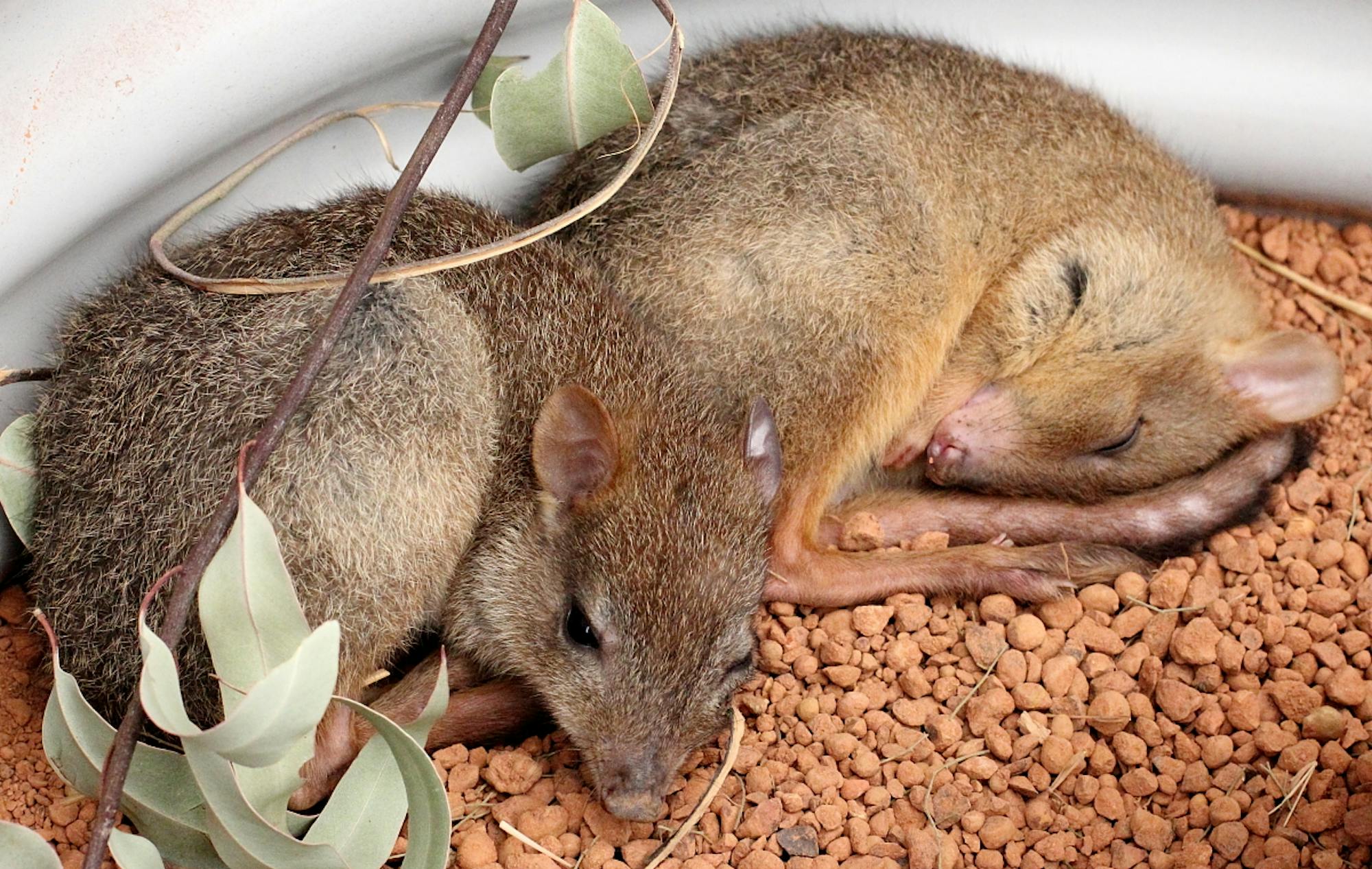 Australia has some new marsupial species – but they’re already extinct