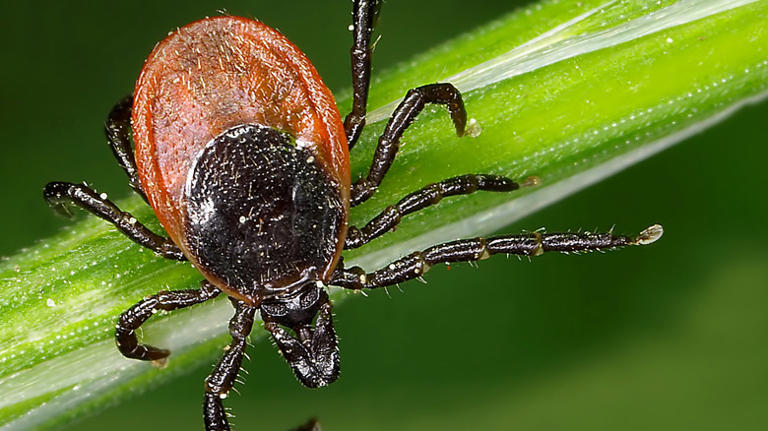 Ticks Vs Fleas: How To Know What's Hiding In Your Grass