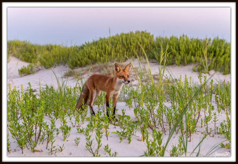 ‘Stop the kill:’ Foxes to be removed from Dauphin Island