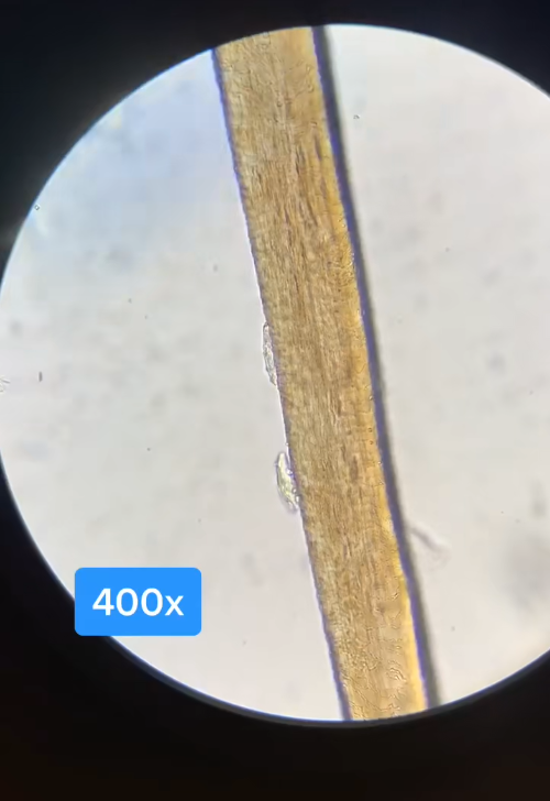 What an Eyelash Really Looks Like Under the Microscope