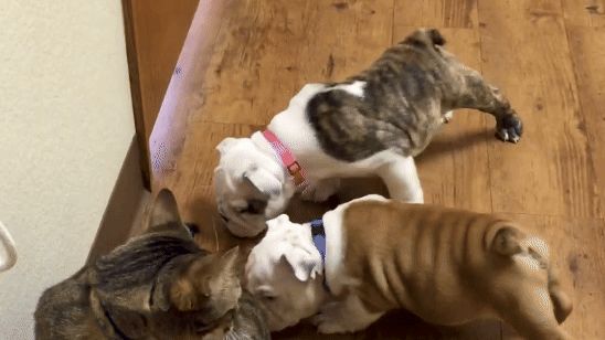 Adorable Bulldog Puppies Appear Confused in First Encounter With Cat