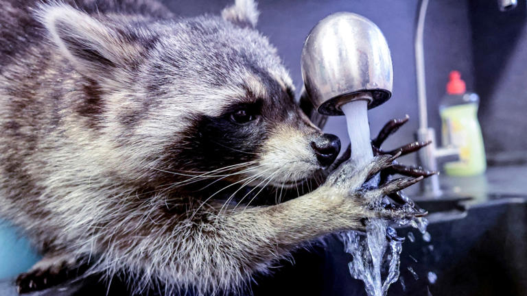 Nurse Performs CPR on Drunk Raccoon