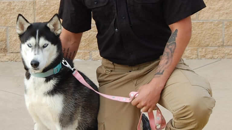 Shelter husky seeks home but it's the volunteer who steals the spotlight
