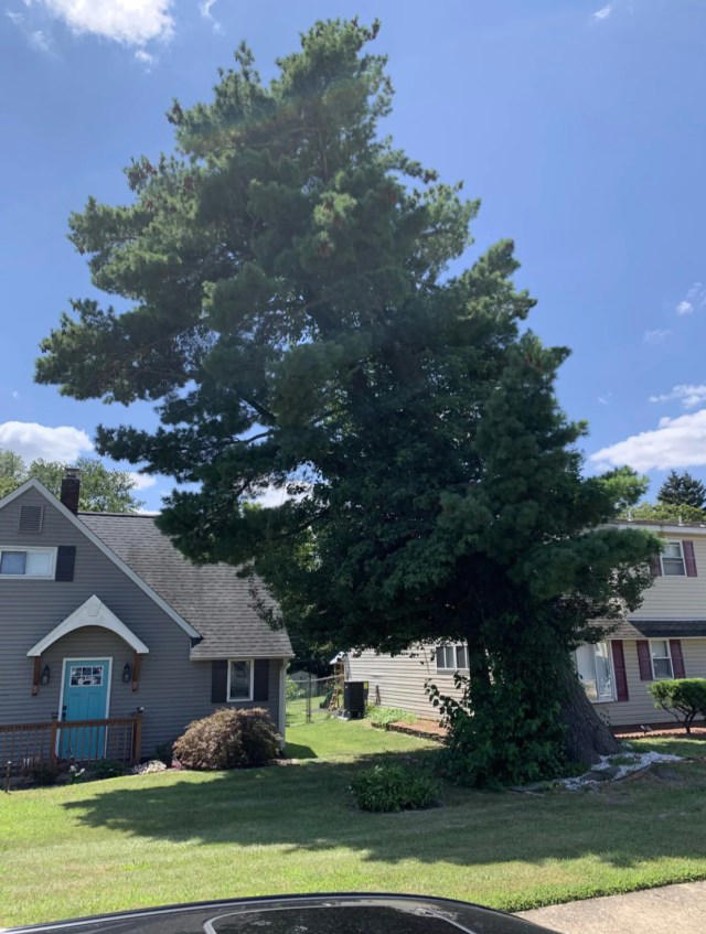 Homeowner distressed as neighbor ignores looming threat to their ...