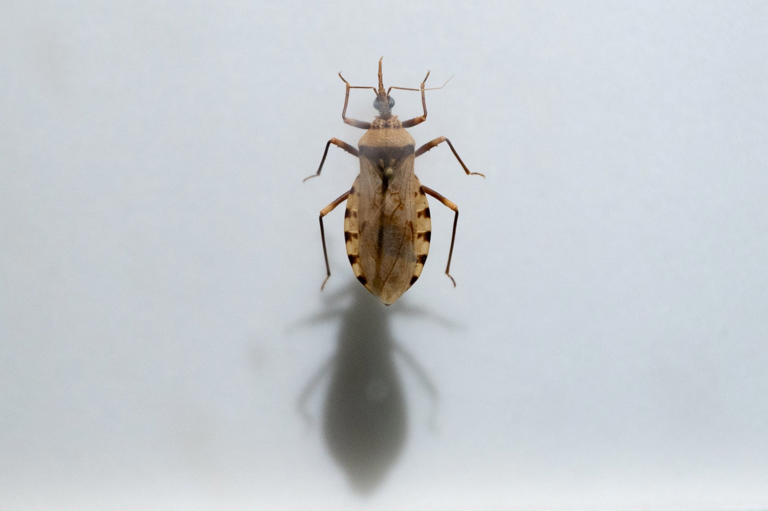 Map shows where deadly ‘kissing bug’ spreading in US