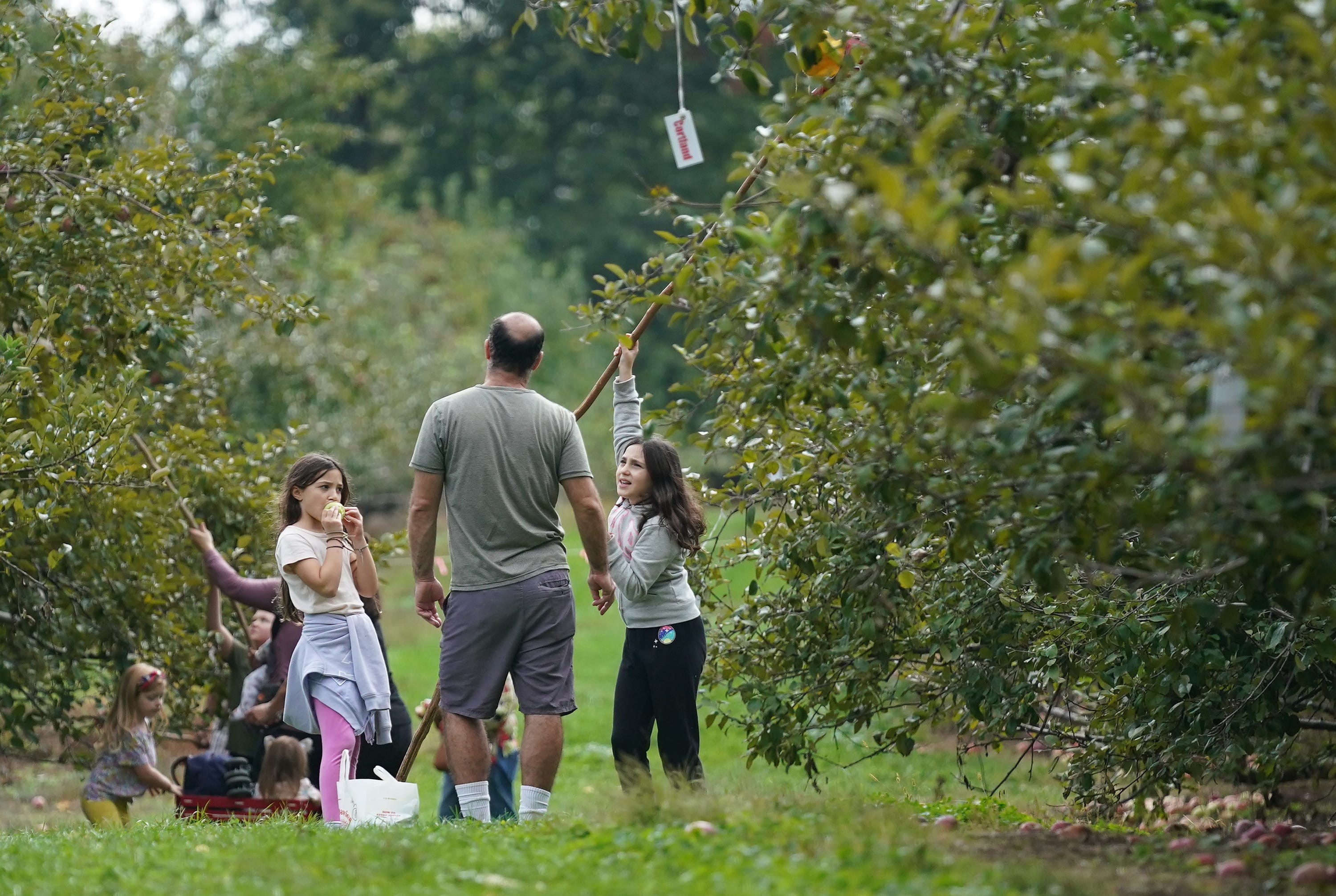 Hudson Valley apple picking season in full swing. Where to go for ...