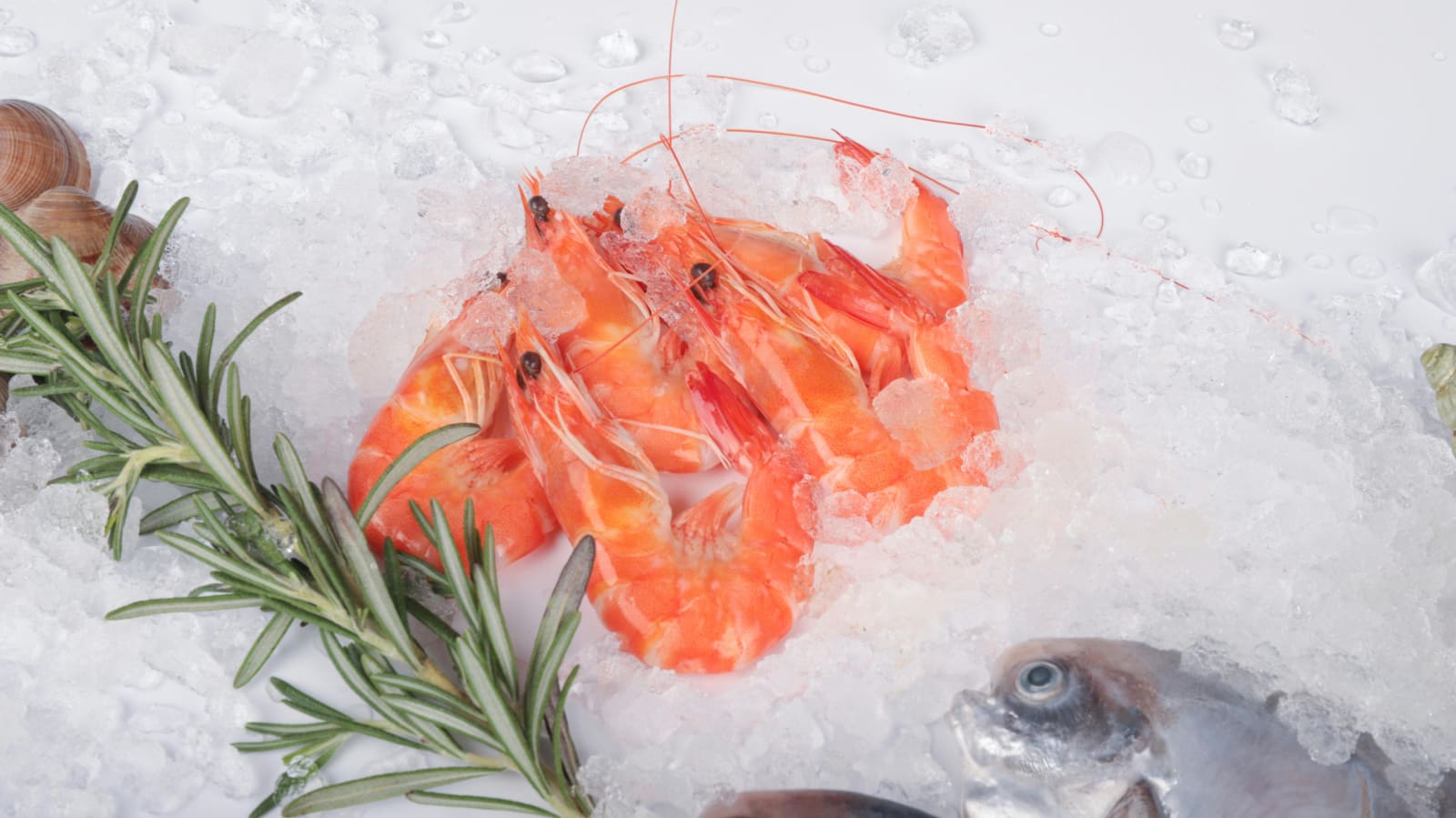 US Senator Claims Eating Radioactive Shrimp Will Make You An Alien - Is ...