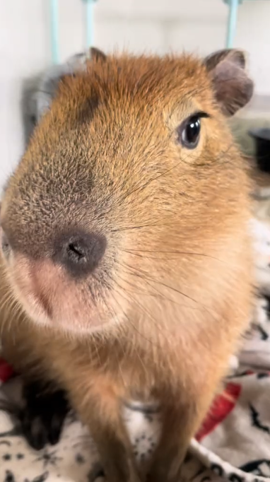 Cheesecake the Capybara Storm Incoming, But This Animal Ambassador ...
