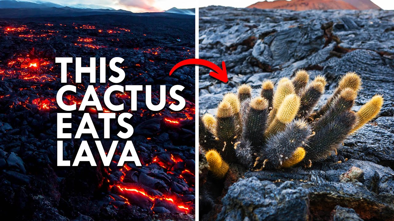 This Cactus Eats Lava for Breakfast
