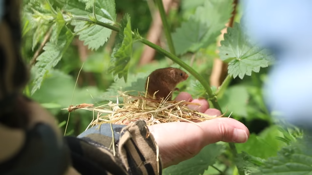 Why 1,014 Tiny Mice Were Released Into A London Park